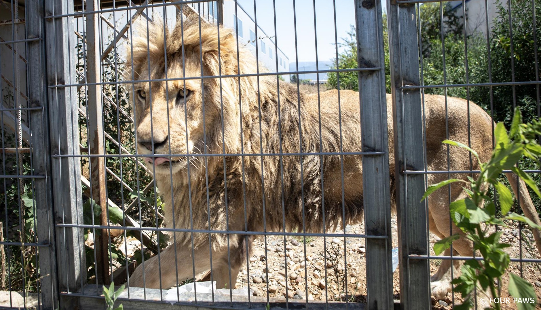Bear Flora and lion Erion need urgent relocation | Donate now | FOUR PAWS INT