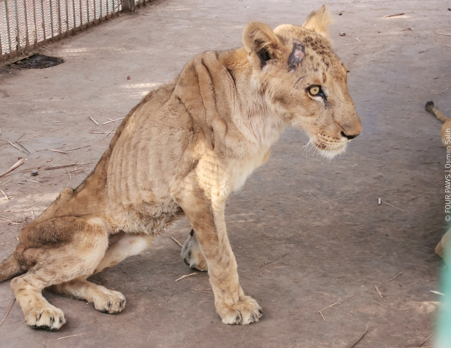 Support our special missions | Donate now | FOUR PAWS INT