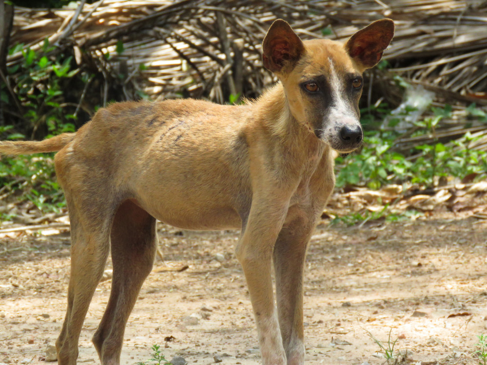 Change the world for stray animals | Donate now | FOUR PAWS Int.