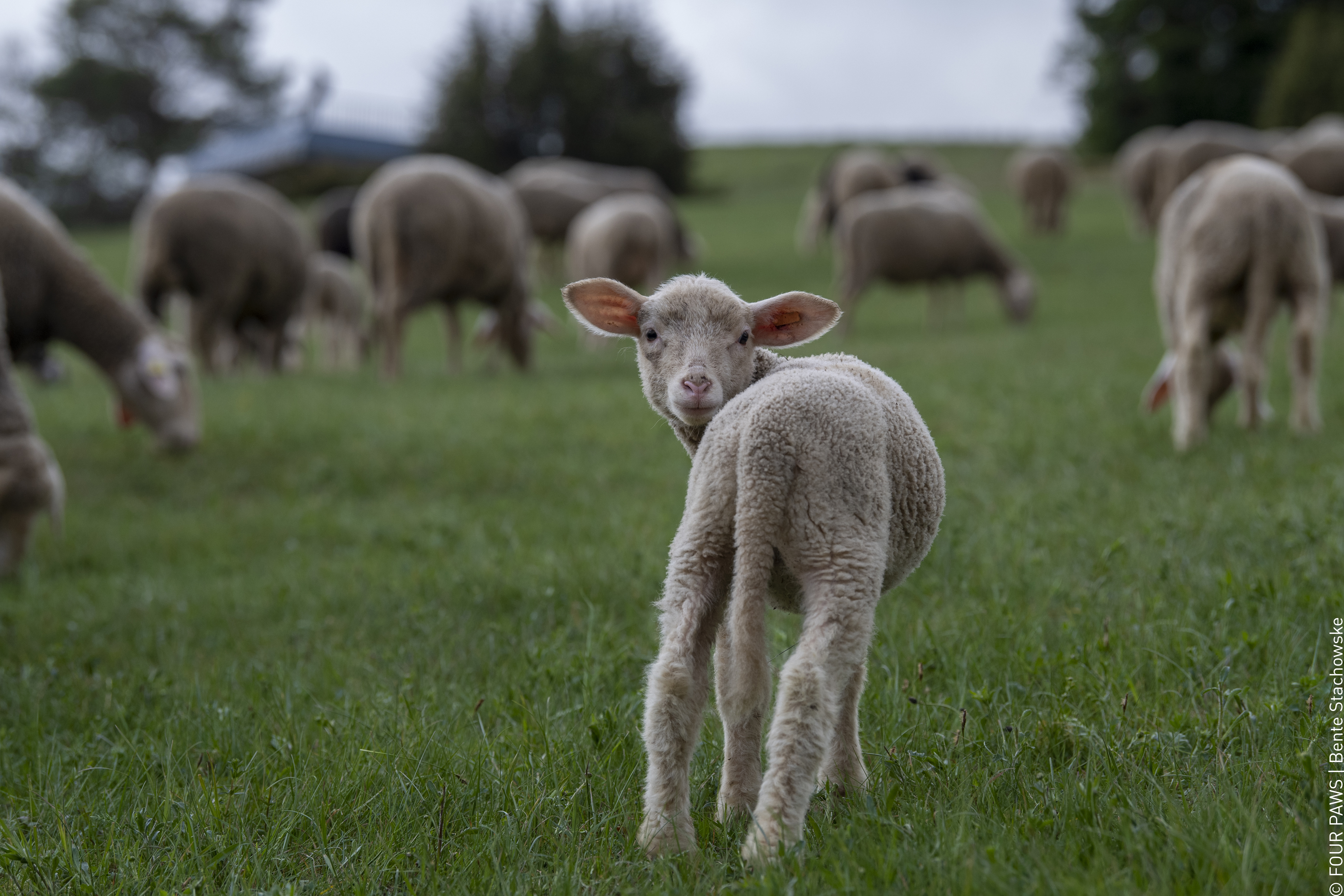 Help end Live Lamb Cutting | Donate now | FOUR PAWS INT