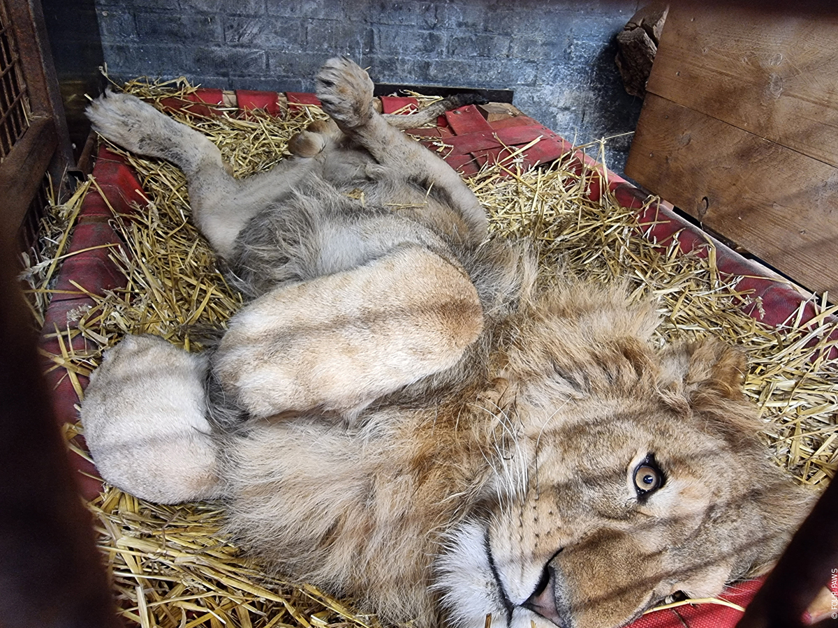 Make a gift of love | Donate now | FOUR PAWS INT