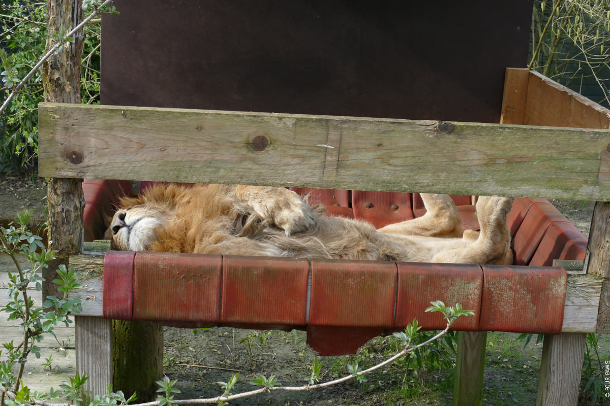 Make a gift of relaxation | Donate now | FOUR PAWS INT