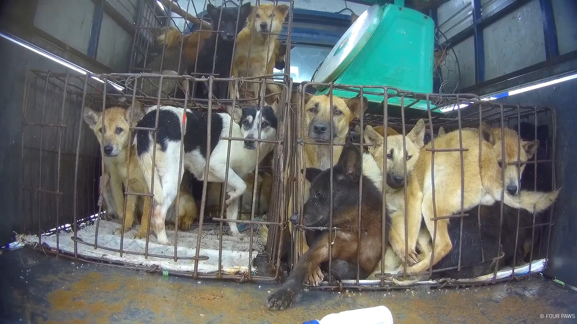 End the Dog and Cat Meat Trade | Donate now