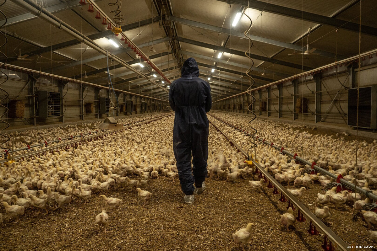 Help end factory farming | Donate now | FOUR PAWS INT