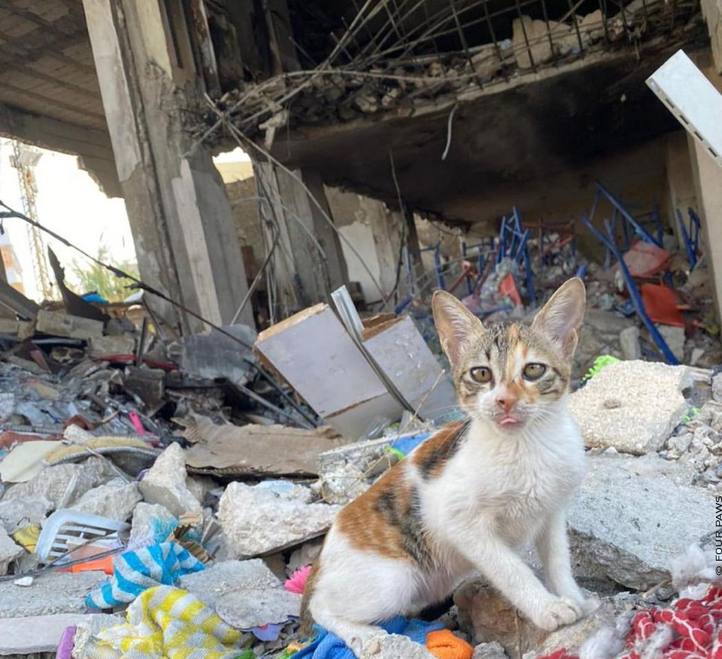 Emergency aid for animals in Lebanon | Donate now | FOUR PAWS INT