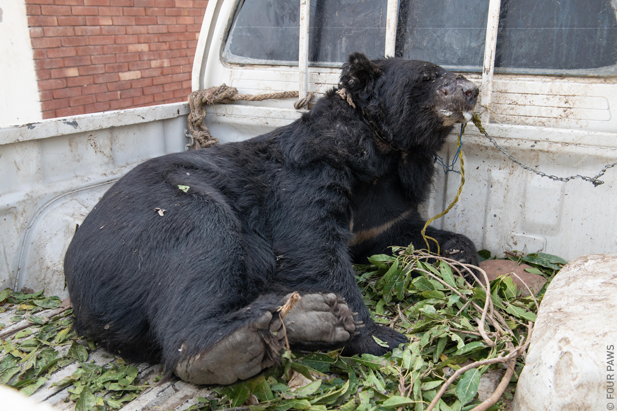 Support our special missions | Donate now | FOUR PAWS INT