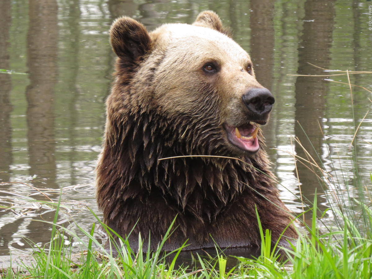 Adopt bear Michal | FOUR PAWS Int.