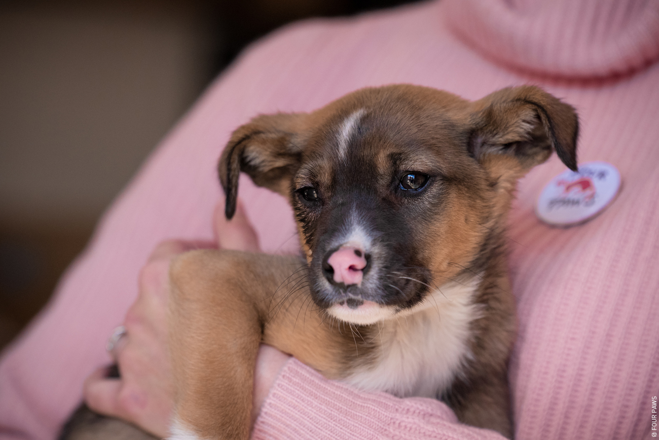 The life you can save | FOUR PAWS Int. | Donate now