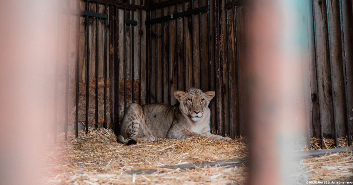 Help rescue lioness Vasylyna | Donate now | FOUR PAWS Int.