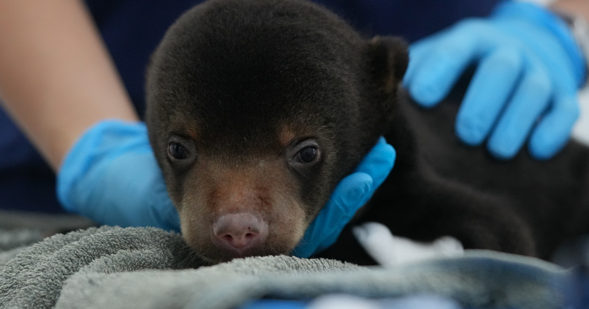 Adopt bear Anuk | FOUR PAWS INT