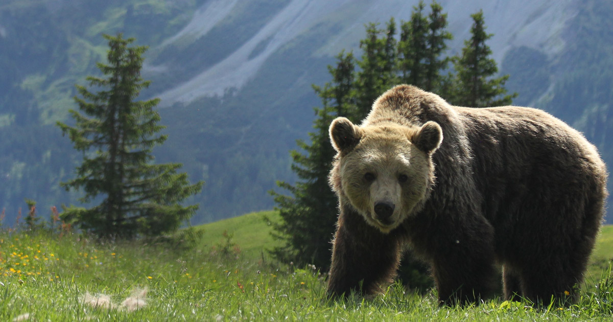 Arosa Bear Sanctuary | FOUR PAWS | Donate now