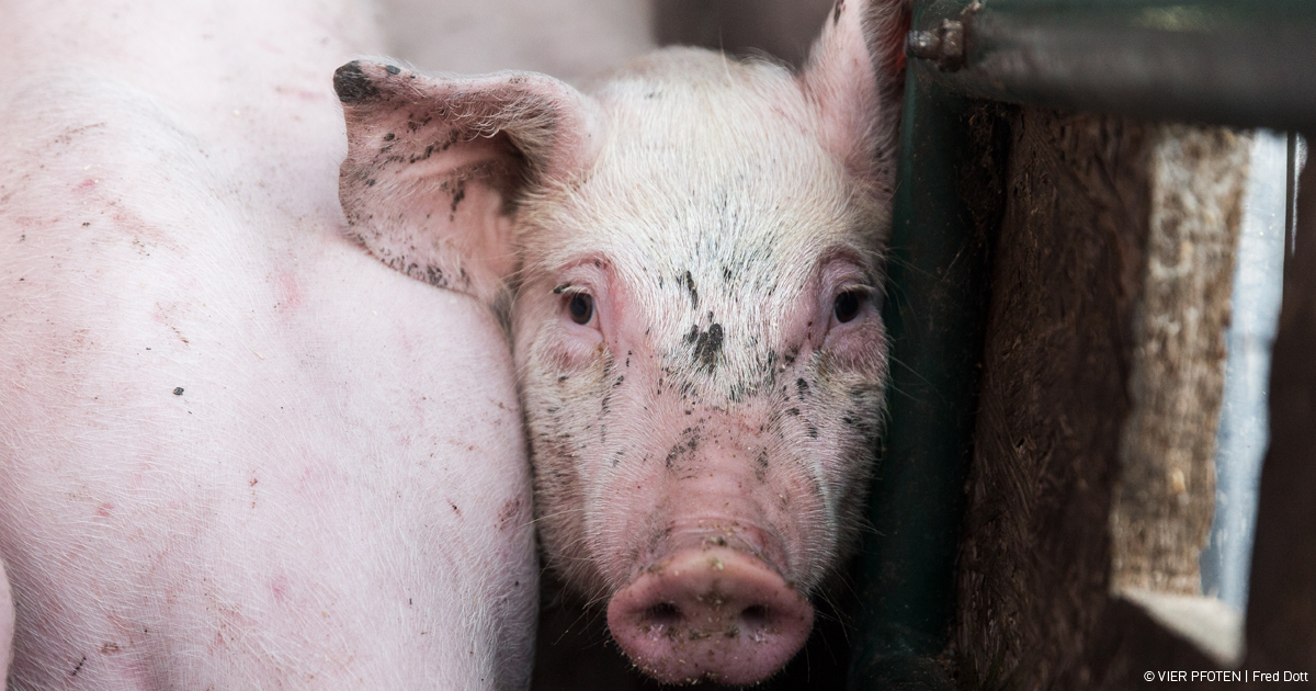 Help Farm Animals | FOUR PAWS | Donate Now