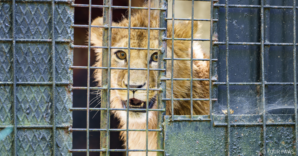 Help bring lion cub Mero to our sanctuary | Donate now | FOUR PAWS INT