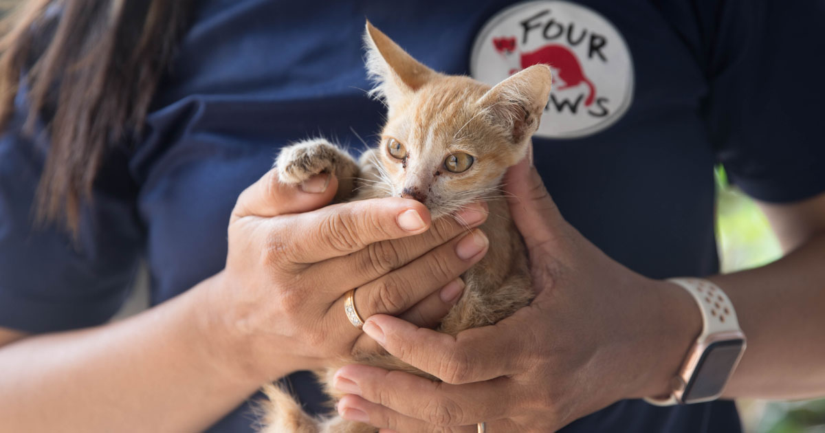 Help the pagoda animals | FOUR PAWS Int. | Donate now