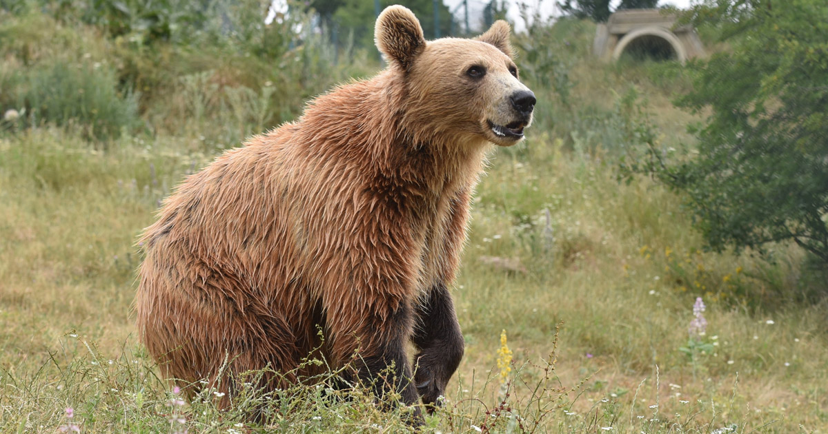 BEAR SANCTUARY Arbesbach | FOUR PAWS | Donate Now