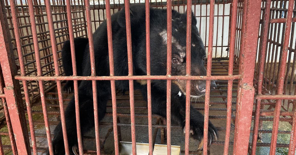 Help rescue bear Chinh | Donate now | FOUR PAWS Int