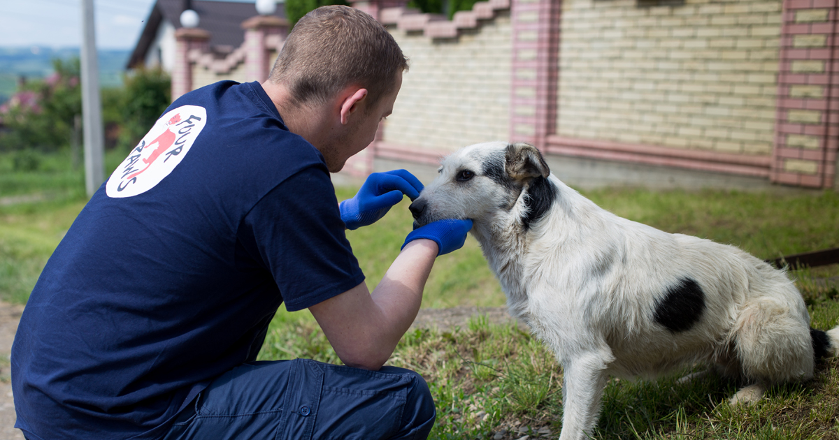Help Ukrainian Strays | FOUR PAWS INT. | Donate Now