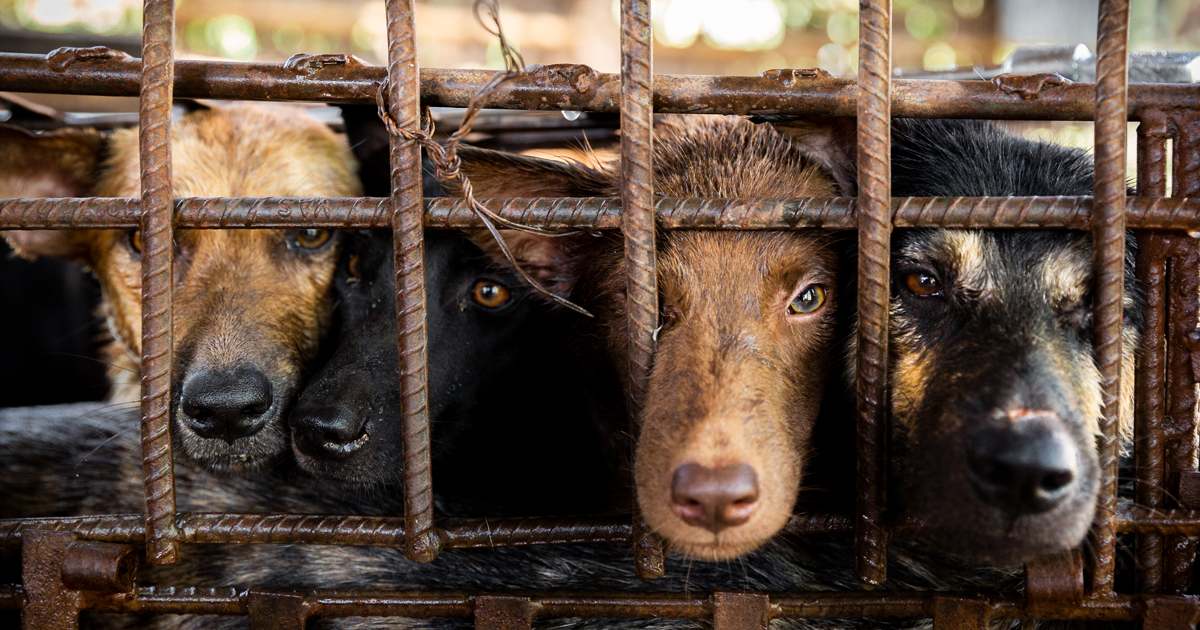 End the Dog and Cat Meat Trade | Donate now