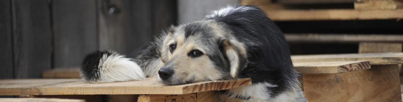 Help Stray Animals | FOUR PAWS Int. | Donate now