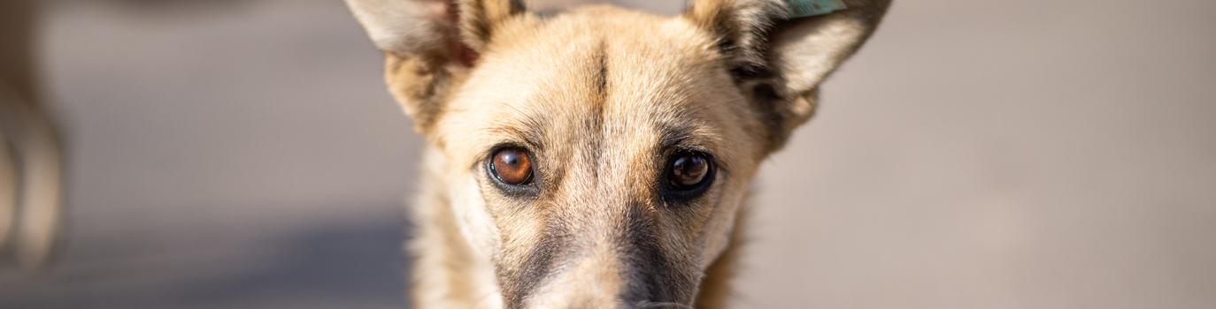 Help Ukrainian Strays | FOUR PAWS INT. | Donate Now