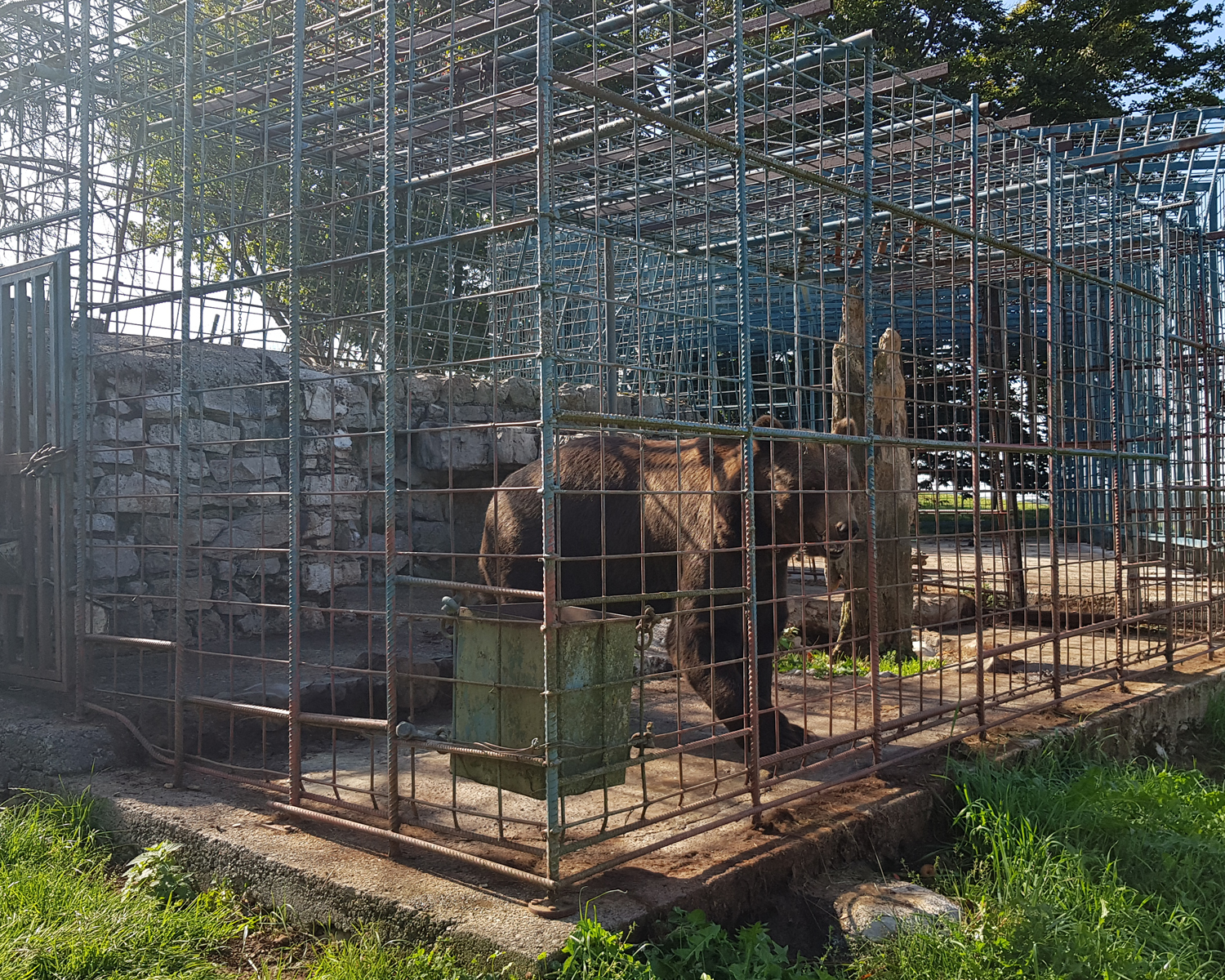 End the suffering of Slovenian bears | Donate now | FOUR PAWS INT