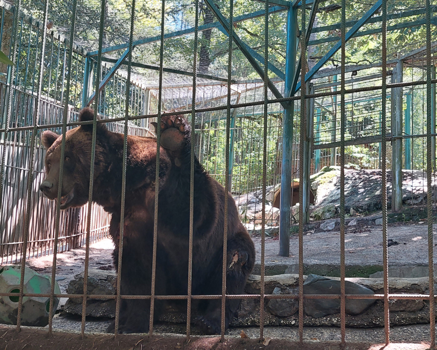 End the suffering of Slovenian bears | Donate now | FOUR PAWS INT