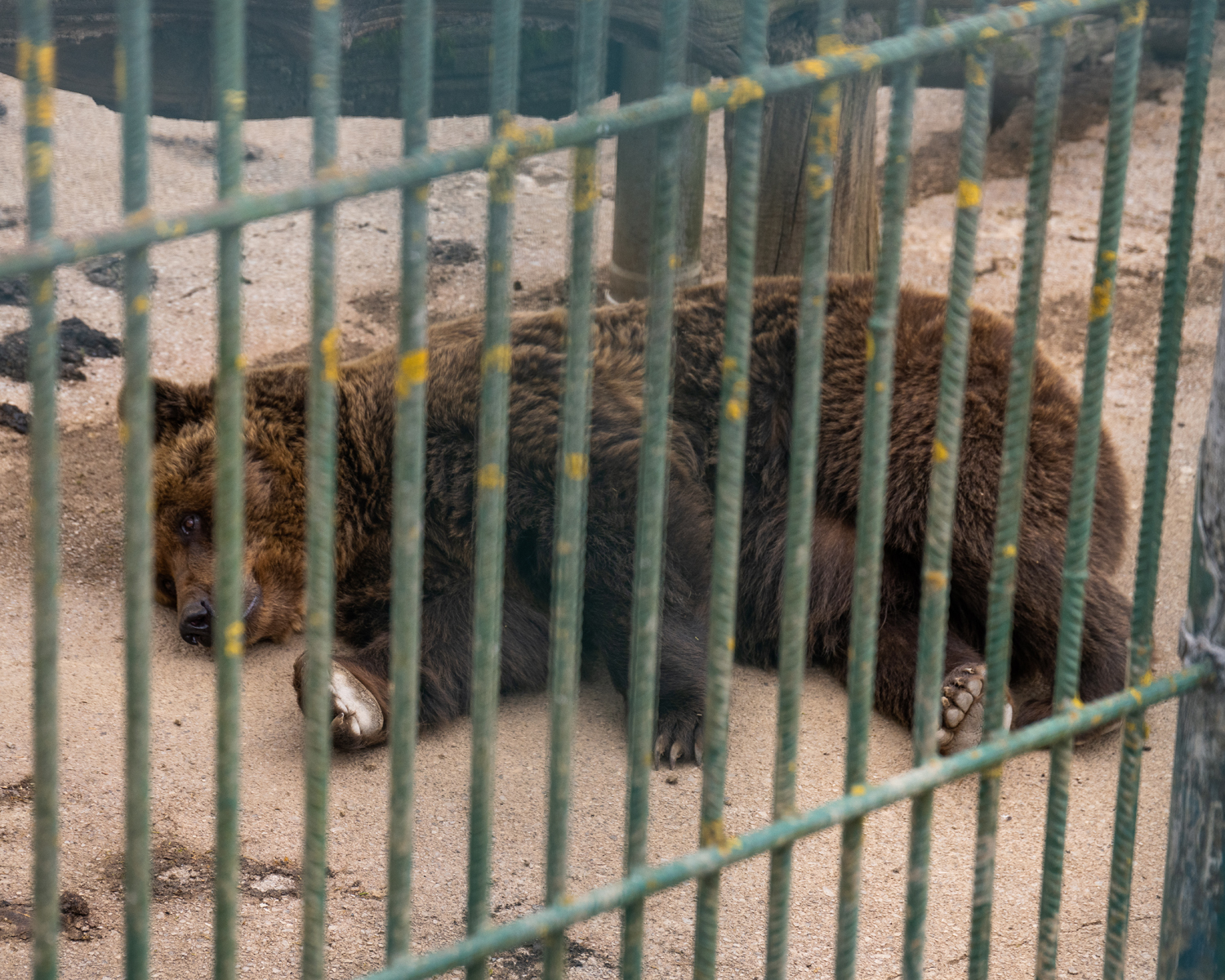 End the suffering of Slovenian bears | Donate now | FOUR PAWS INT