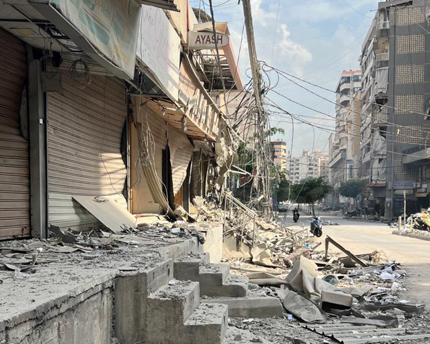 Emergency aid for animals in Lebanon | Donate now | FOUR PAWS INT