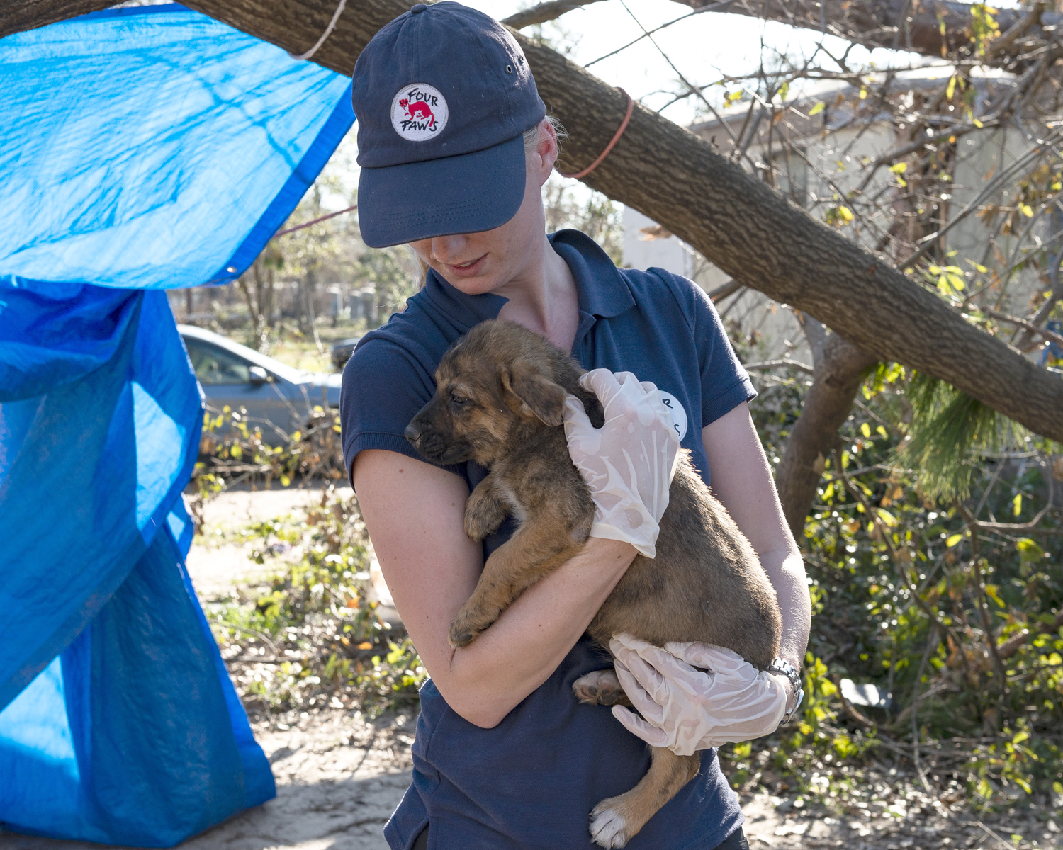 Emergency Disaster Relief | FOUR PAWS Int. | Donate now