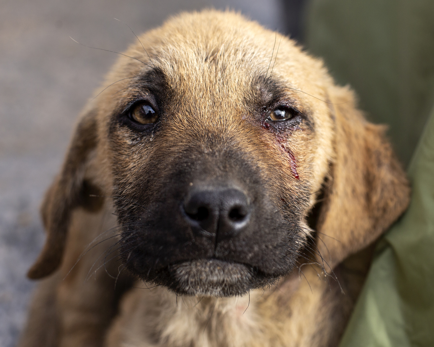 Emergency Disaster Relief | FOUR PAWS Int. | Donate now