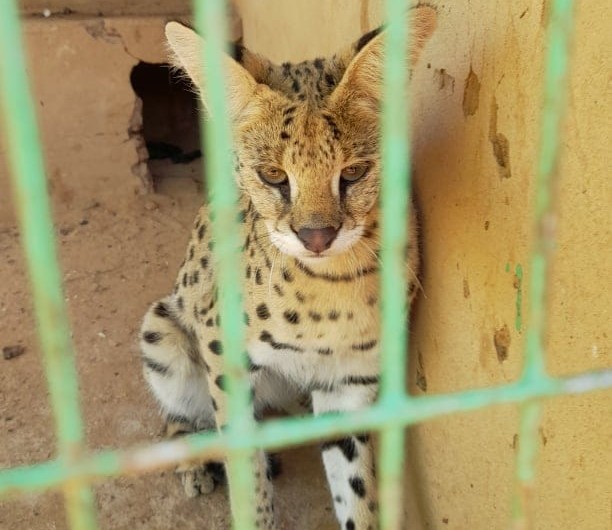 Help bring the Sudan lions to our sanctuary | Donate now | FOUR PAWS Int.