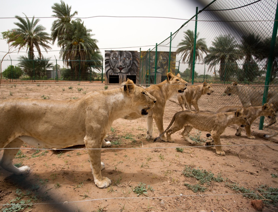 Help bring the Sudan lions to our sanctuary | Donate now | FOUR PAWS Int.